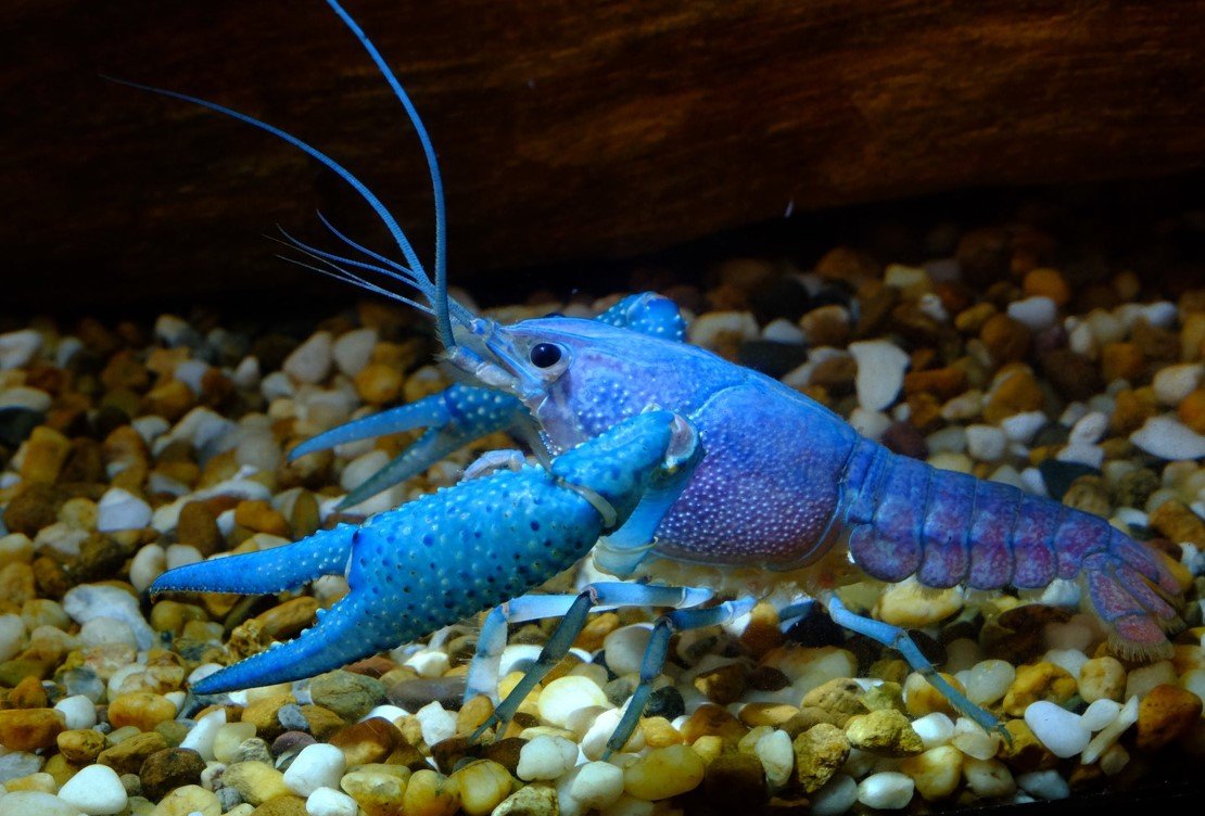 Scientists discover new species of blue crayfish in pet aquariums ...